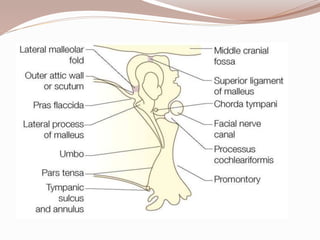 Anatomy of ear | PPTX