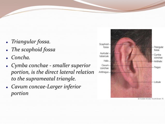 Anatomy of ear | PPTX | Ear, Nose and Throat Conditions | Diseases and ...