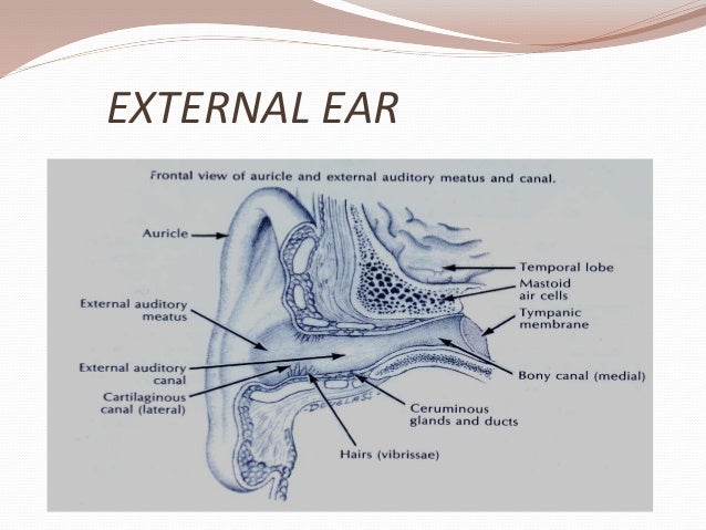 Anatomy of ear