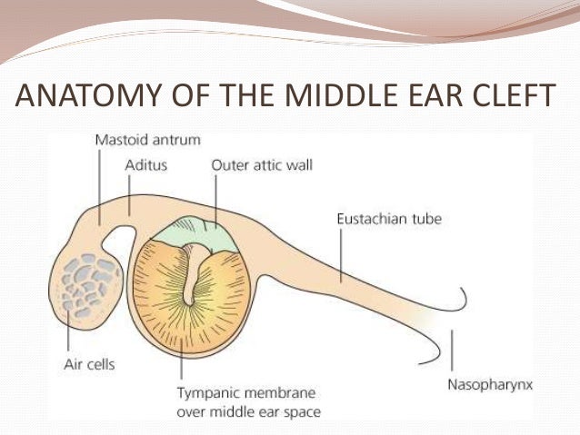 Anatomy of ear