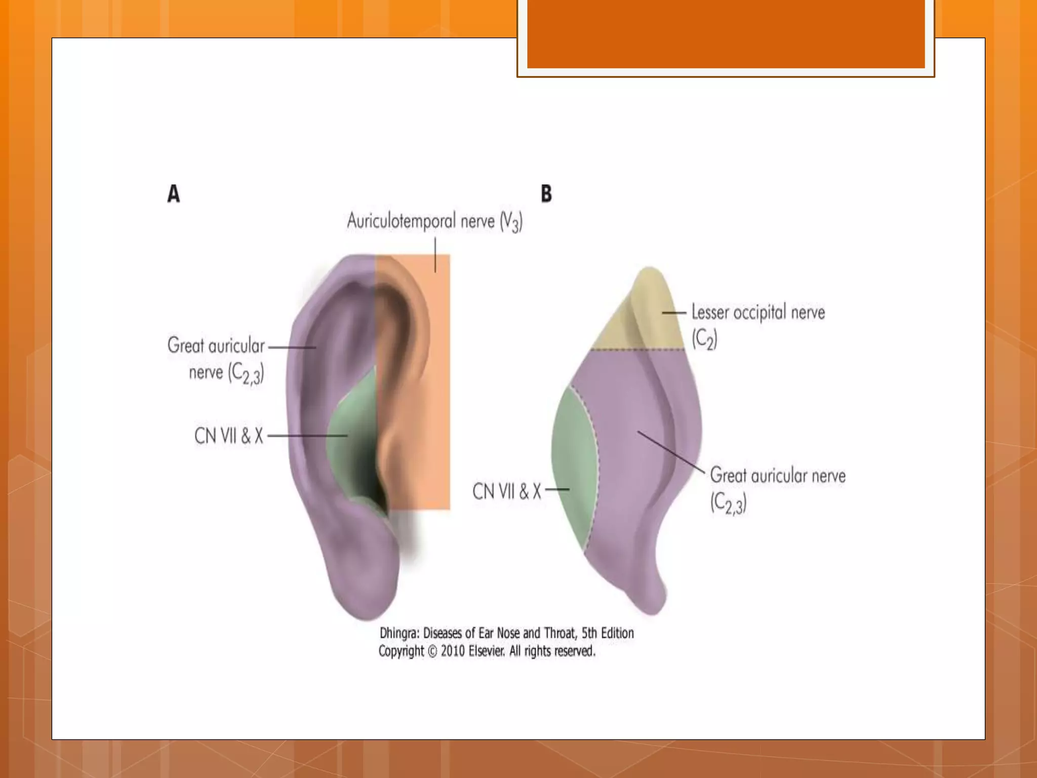 Anatomy of ear | PPTX