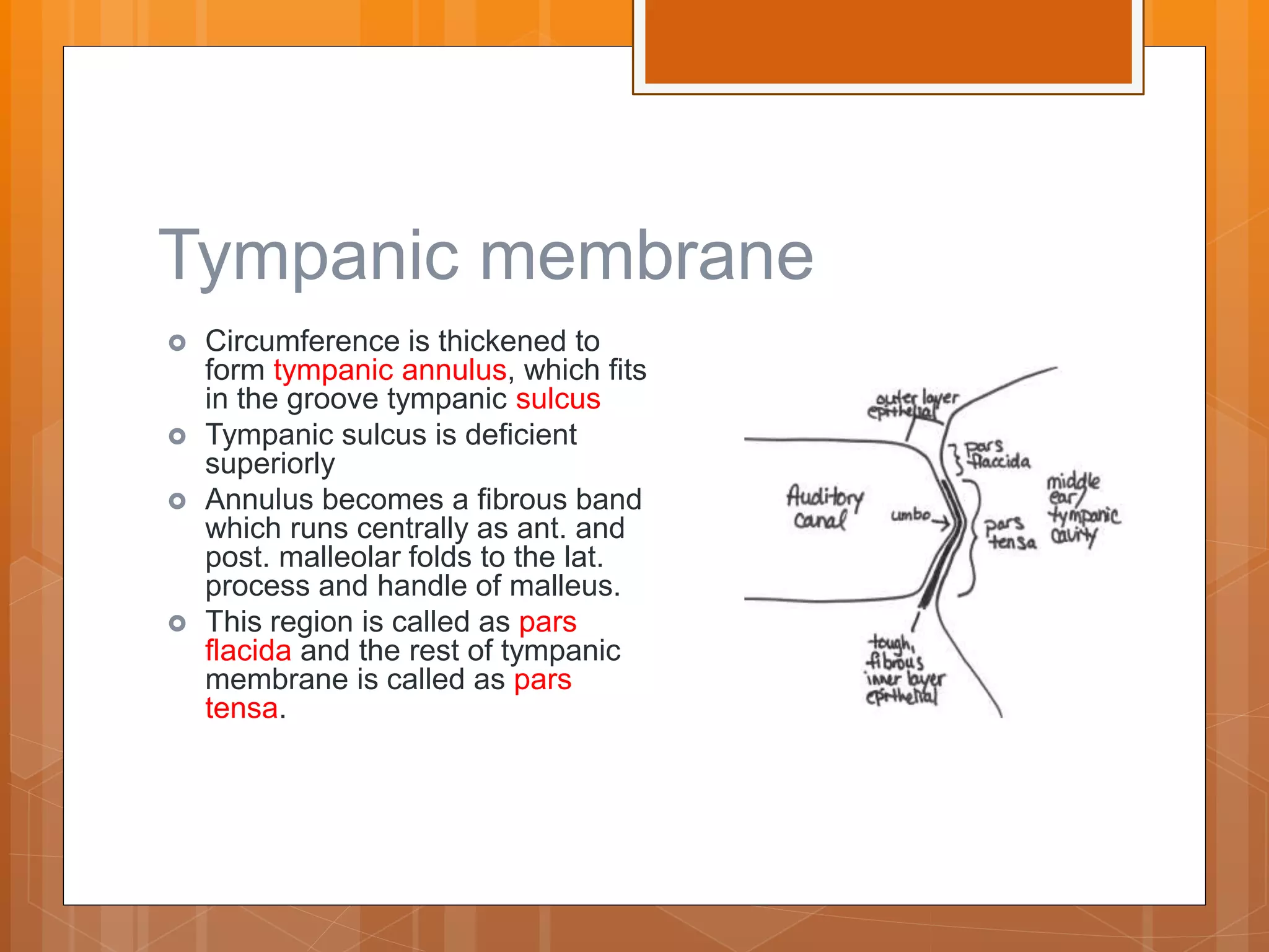 Anatomy of ear | PPTX