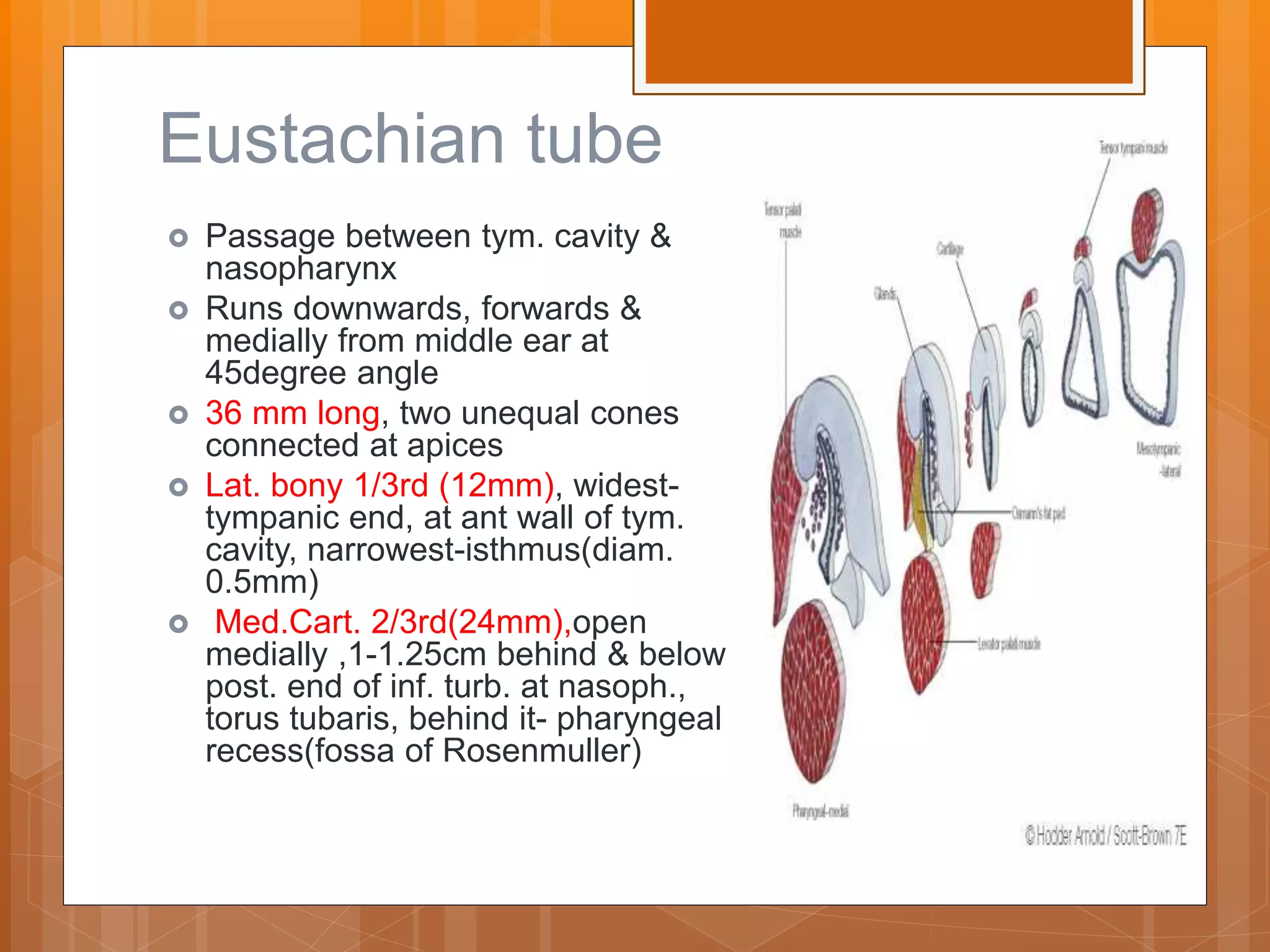 Anatomy of ear | PPTX