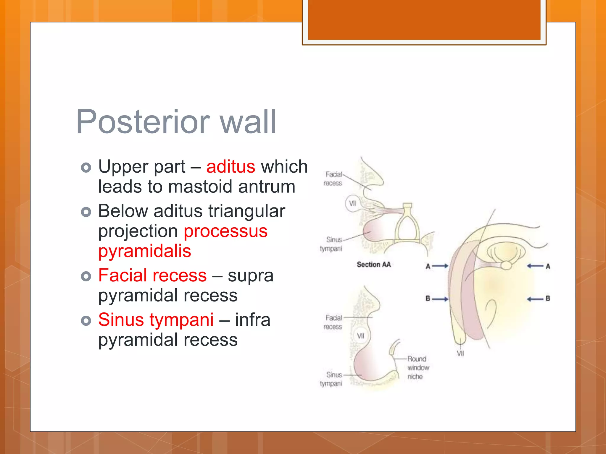 Anatomy of ear | PPTX