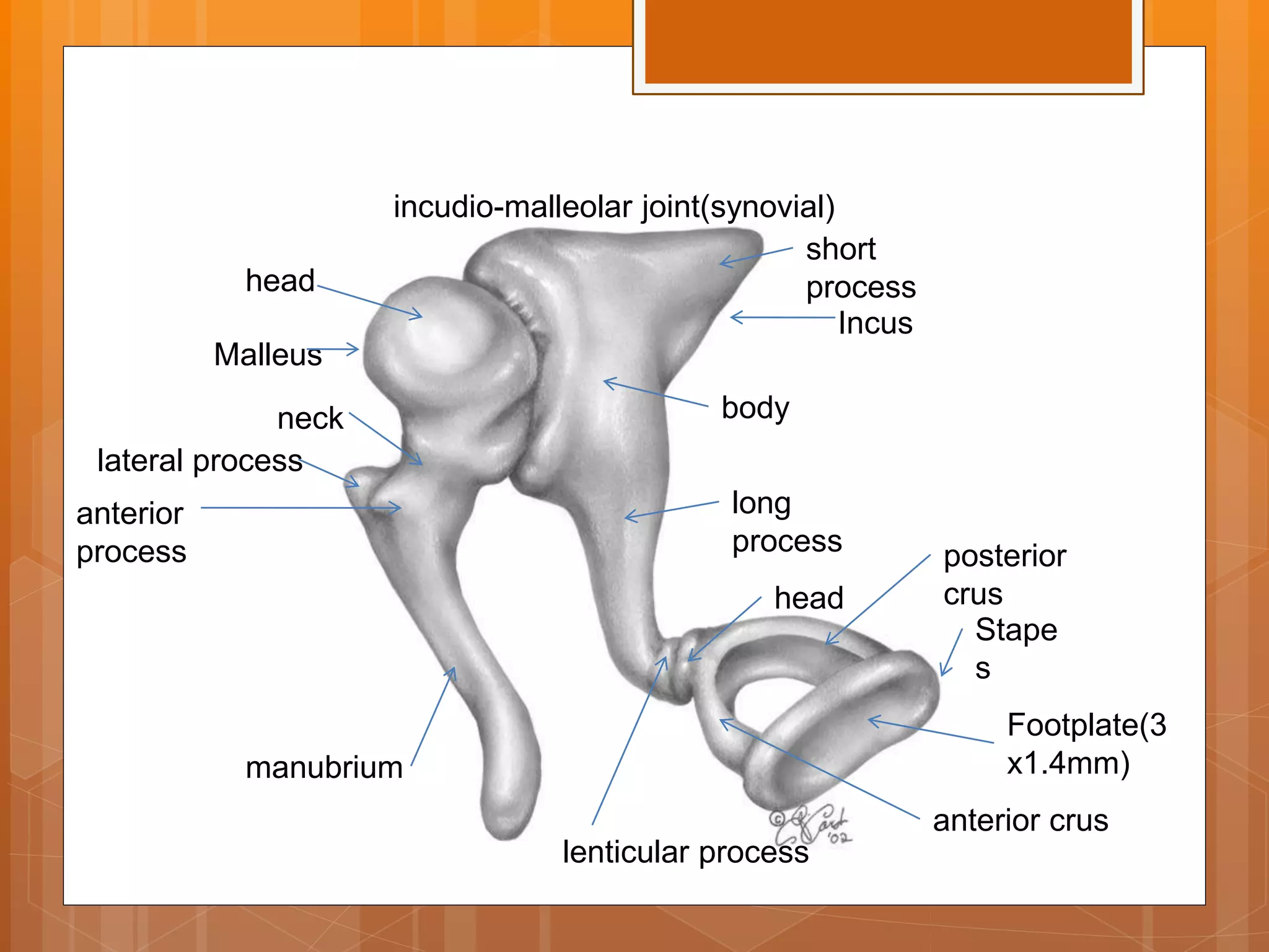 Anatomy of ear | PPTX