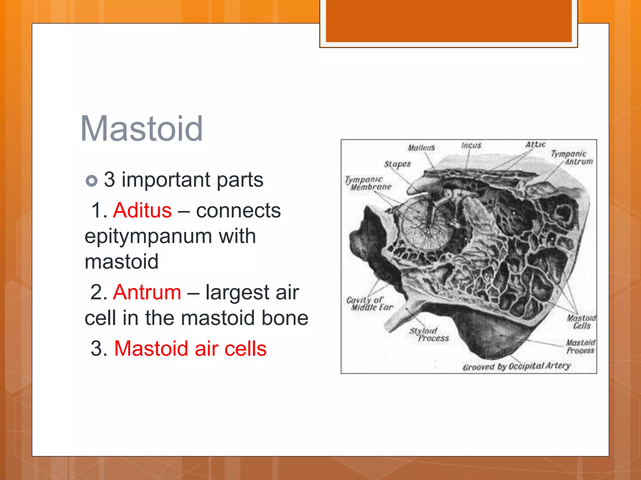 Anatomy of ear | PPTX