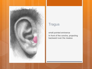 Anatomy of ear | PPTX