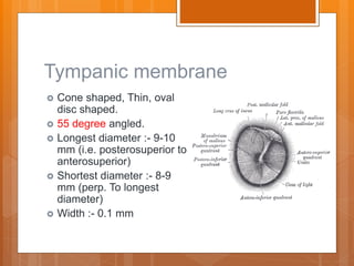 Anatomy of ear | PPTX