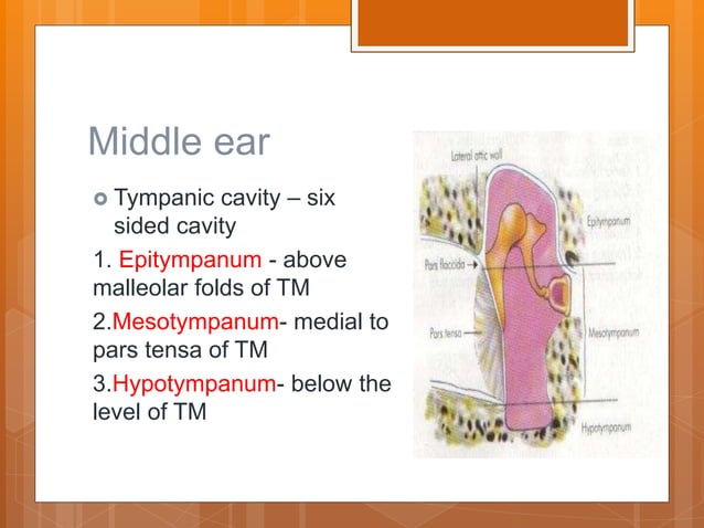 Anatomy of ear | PPTX | Ear, Nose and Throat Conditions | Diseases and ...