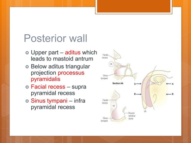 Anatomy of ear | PPTX | Ear, Nose and Throat Conditions | Diseases and ...
