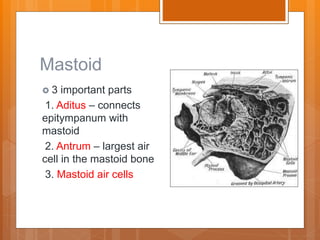 Anatomy of ear | PPTX