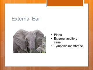 Anatomy of ear | PPTX