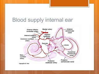 Anatomy of ear | PPTX