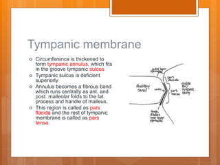 Anatomy of ear | PPT