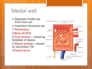 Middle Ear Walls