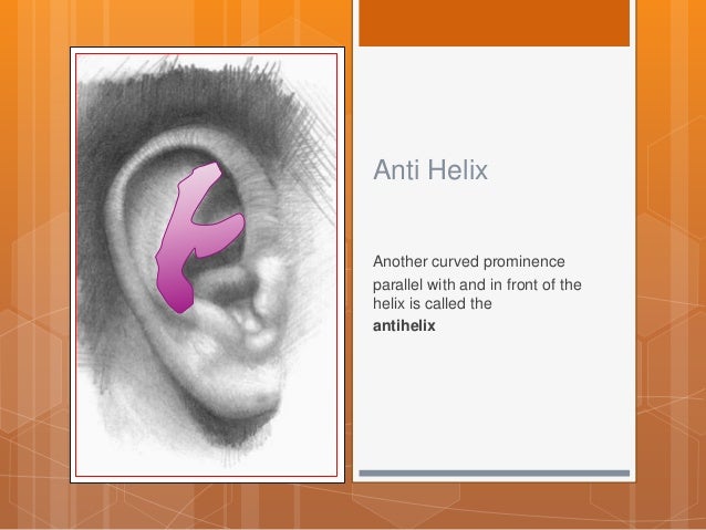 Anatomy of ear