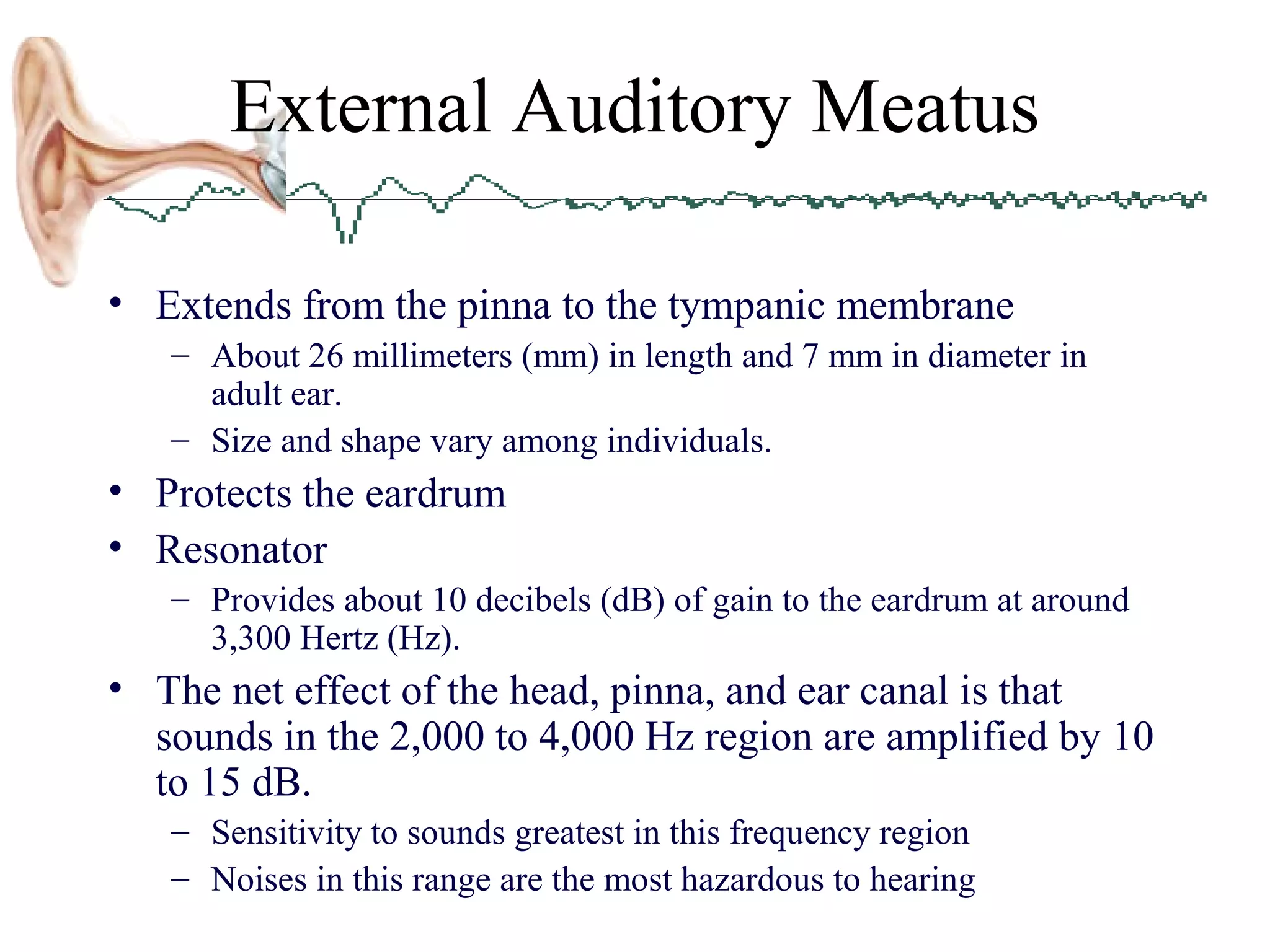 Anatomy of the Ear | PPT