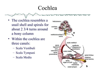 Anatomy of the Ear | PPT
