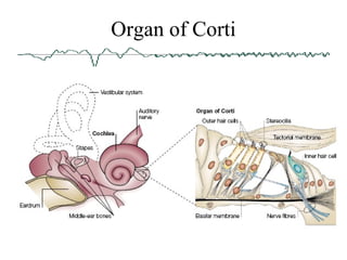 Anatomy of the Ear | PPT