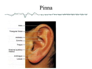 Anatomy of the Ear | PPT