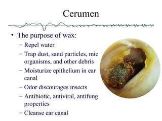 Anatomy of the Ear | PPT