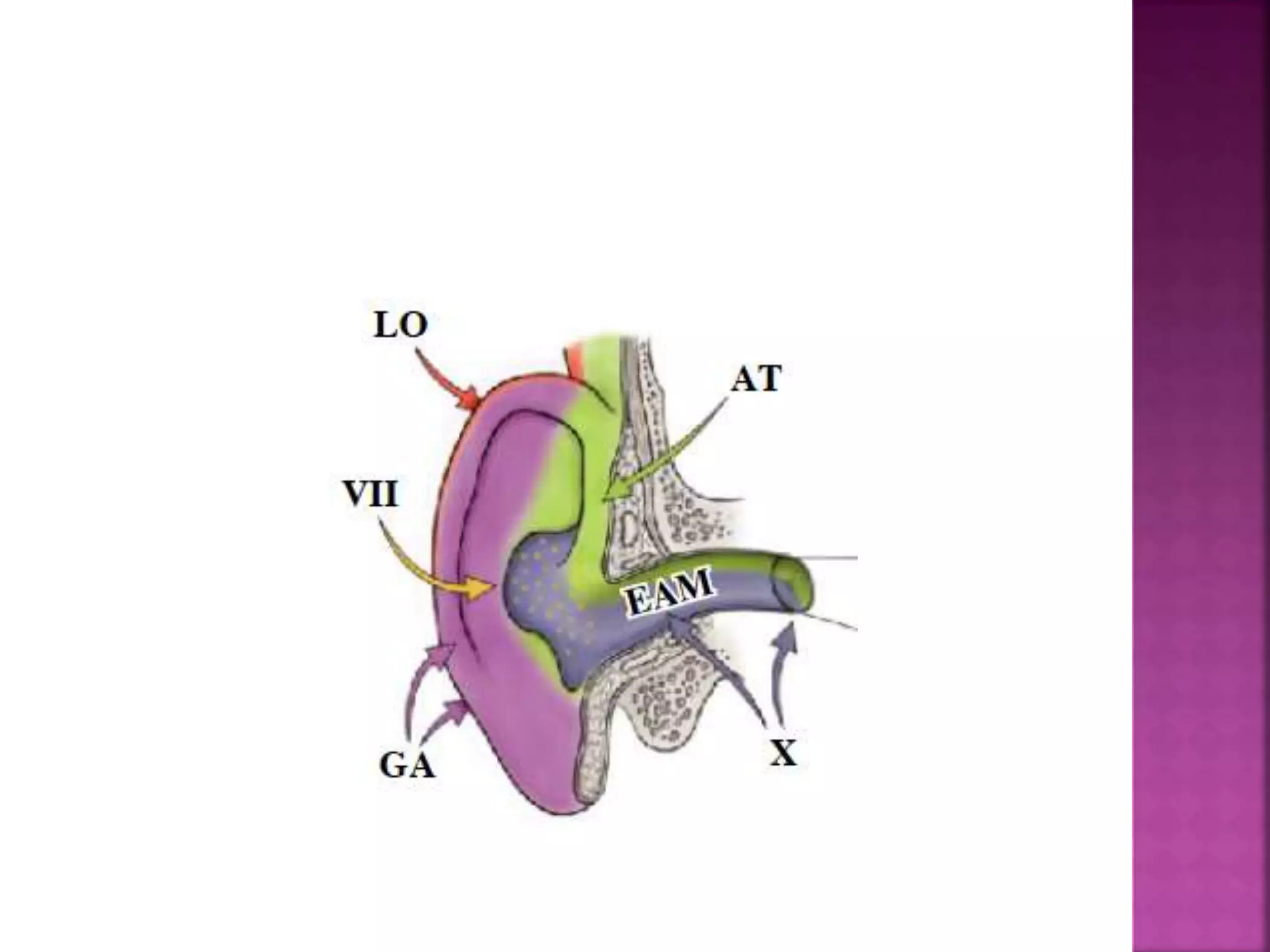 Anatomy of ear | PPTX