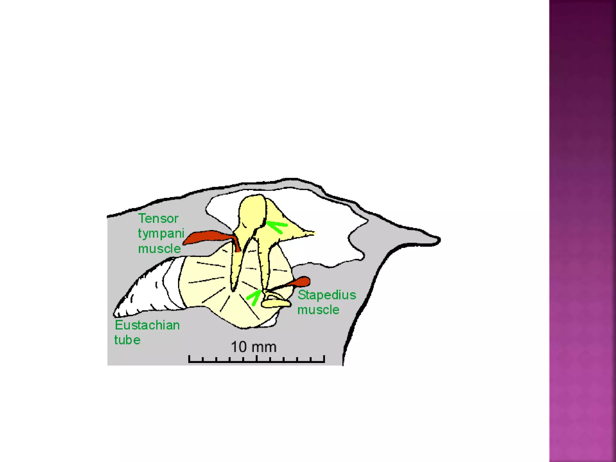 Anatomy of ear | PPTX
