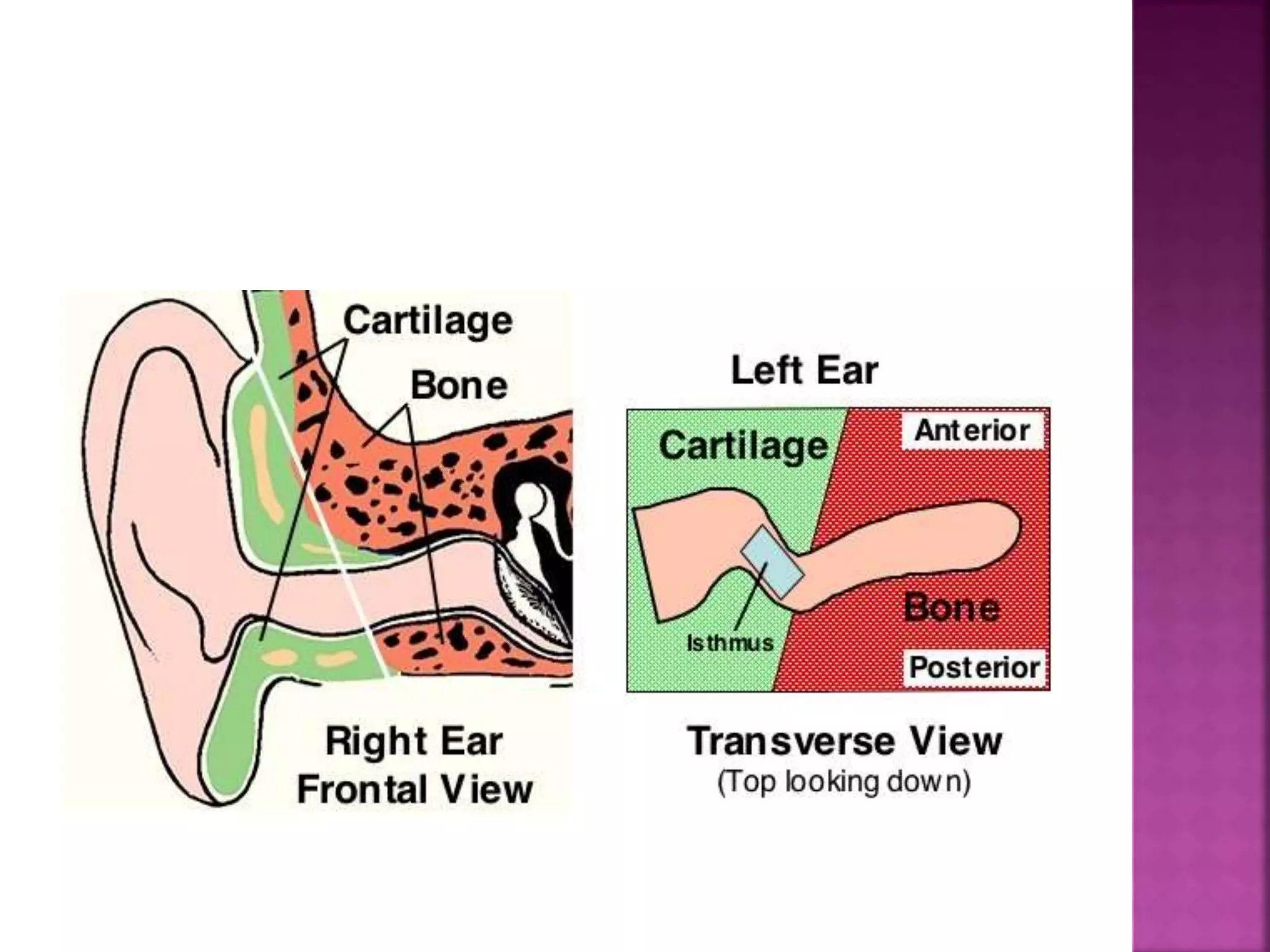 Anatomy of ear | PPTX