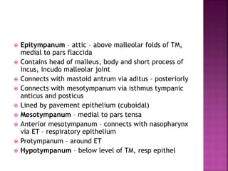 Anatomy of ear | PPTX