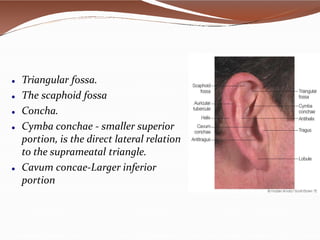 Anatomy of ear by dr. bomkar bam (MS) ent | PPT
