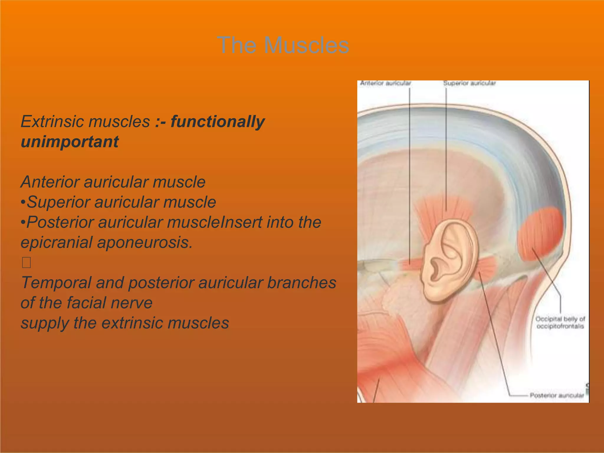 Anatomy of ear | PPTX