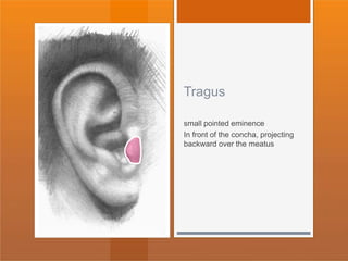 Anatomy of ear | PPTX