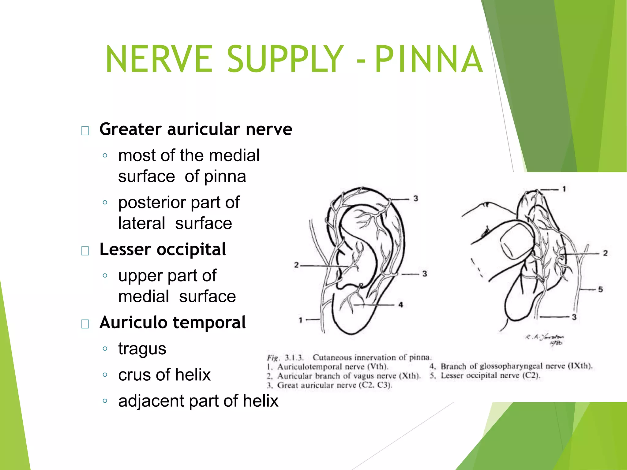 Anatomy of ear | PPTX