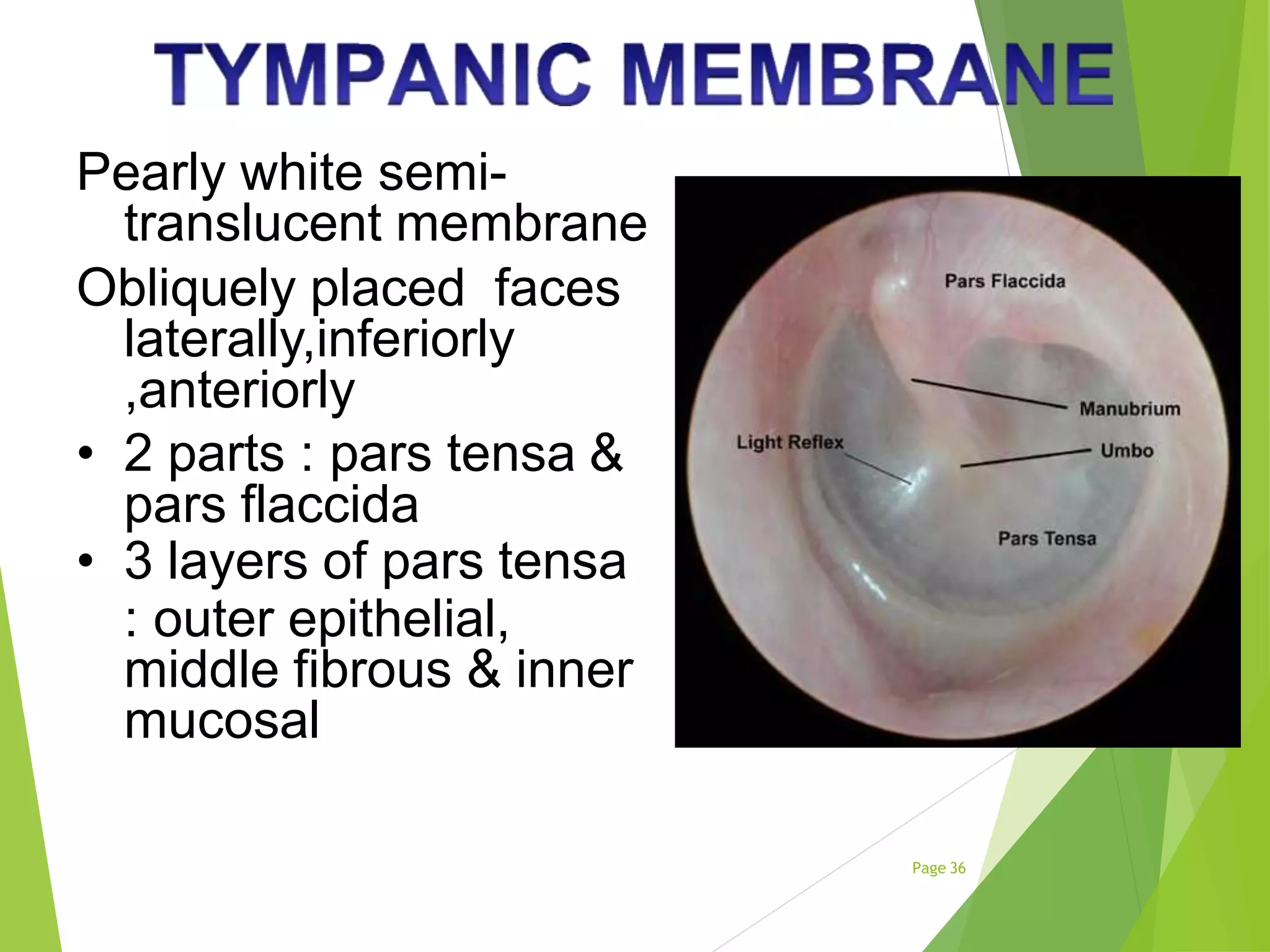 Anatomy of ear | PPTX