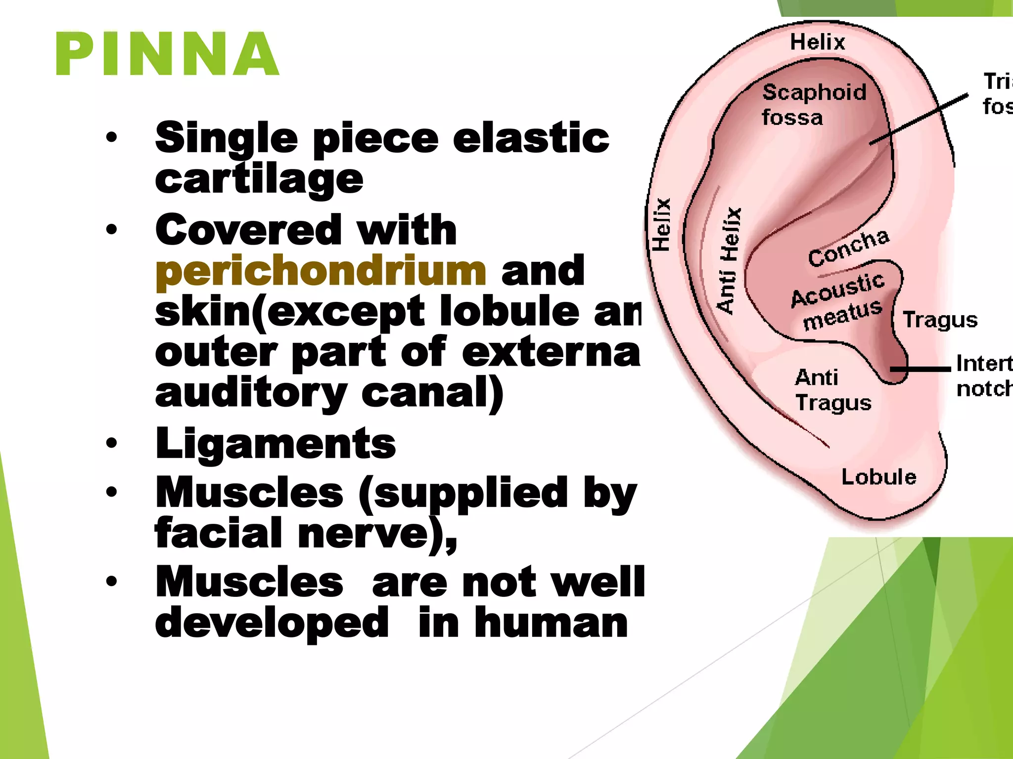 Anatomy of ear | PPTX