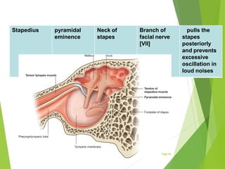 Anatomy of ear | PPTX