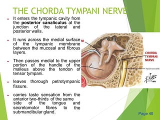 Tympanic Membrane Anatomy Chorda Tympani