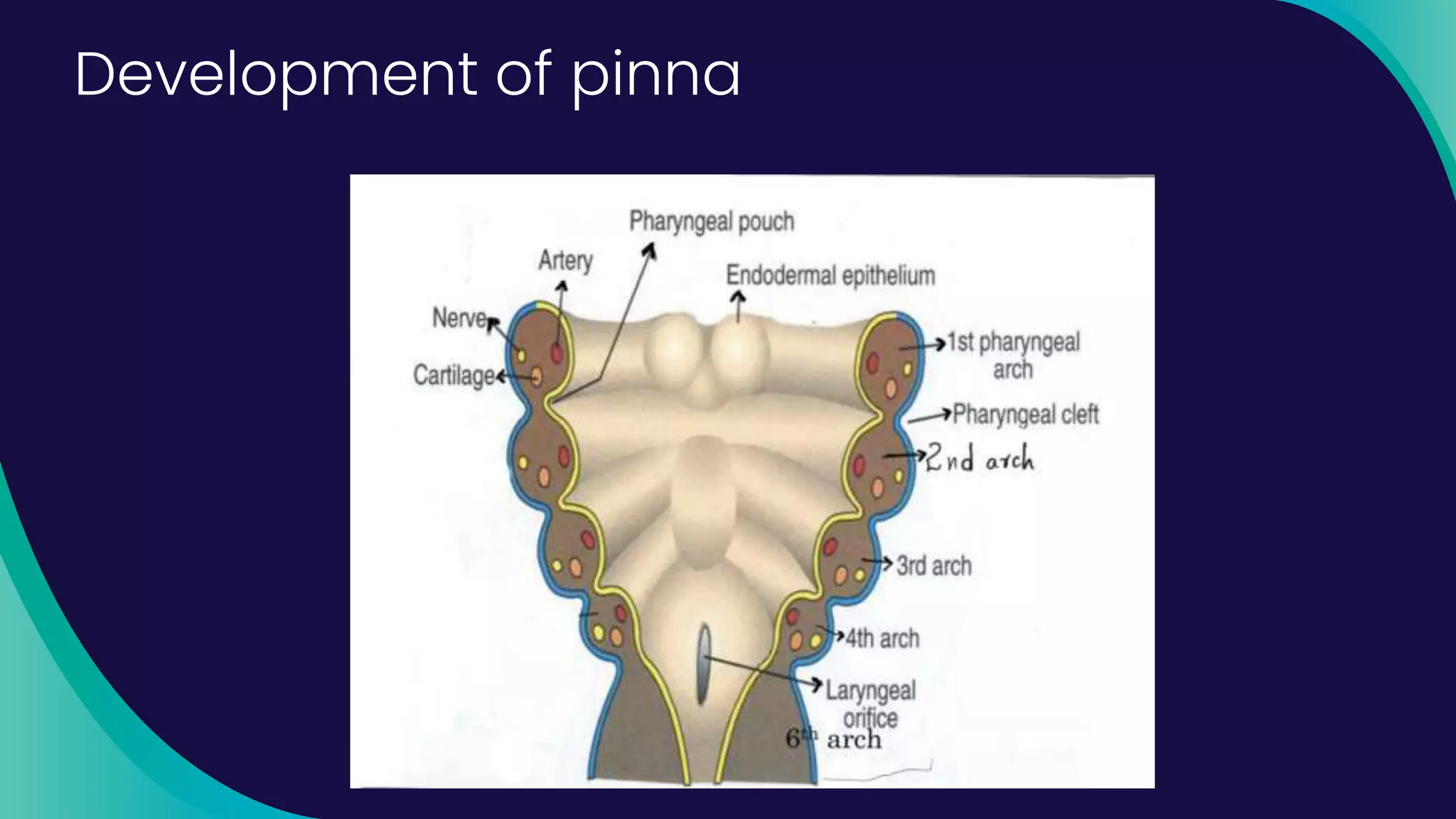 Anatomy of ear | PPT