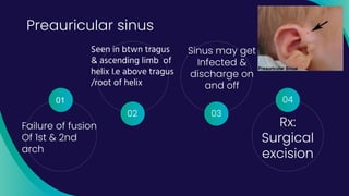 Anatomy of ear | PPT