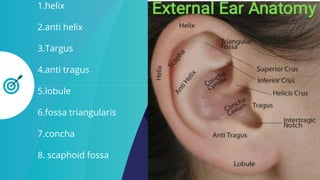 Anatomy of ear | PPT