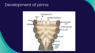 Anatomy of ear | PPT