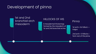 Anatomy of ear | PPT