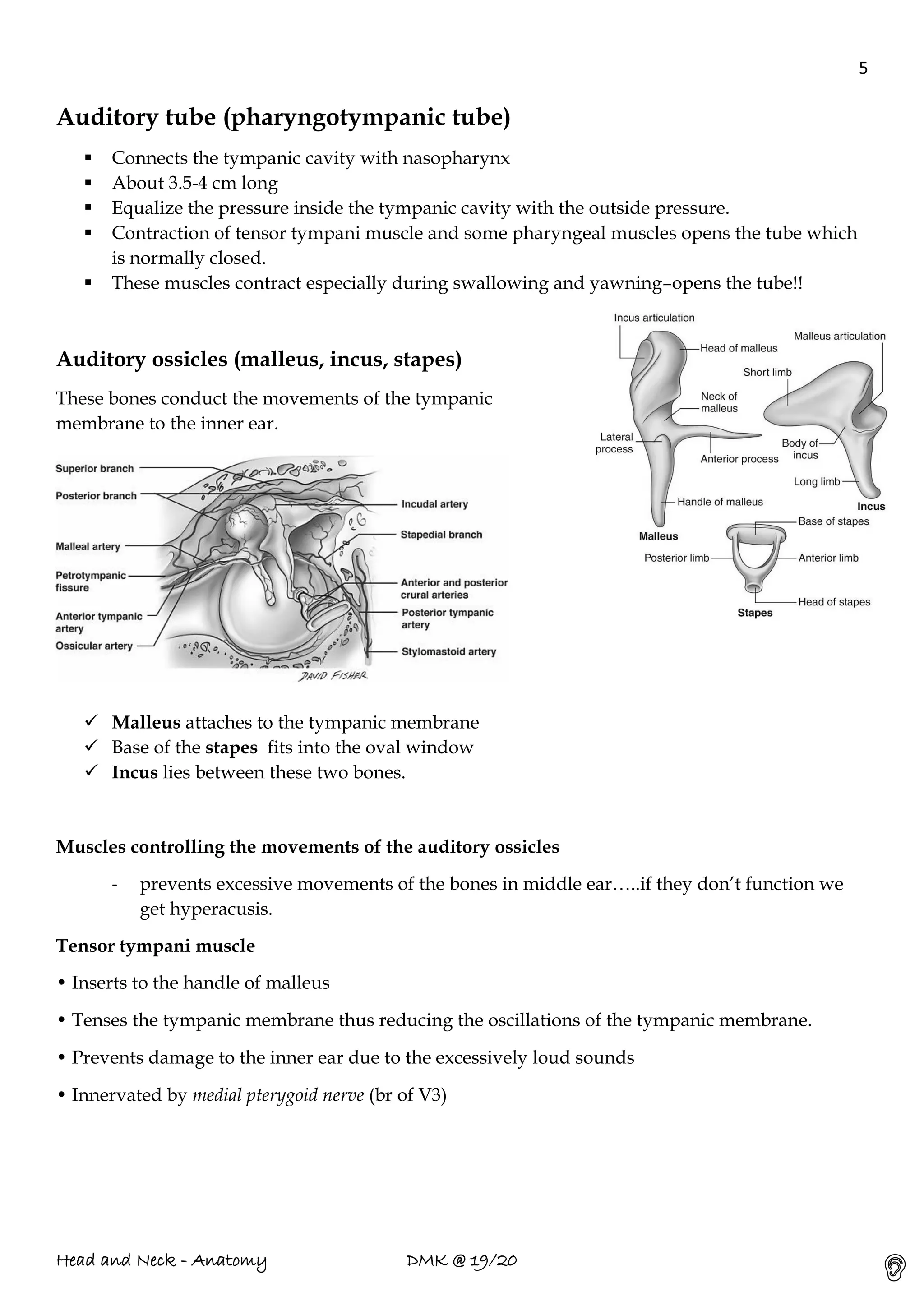 Anatomy Of Ear.pdf