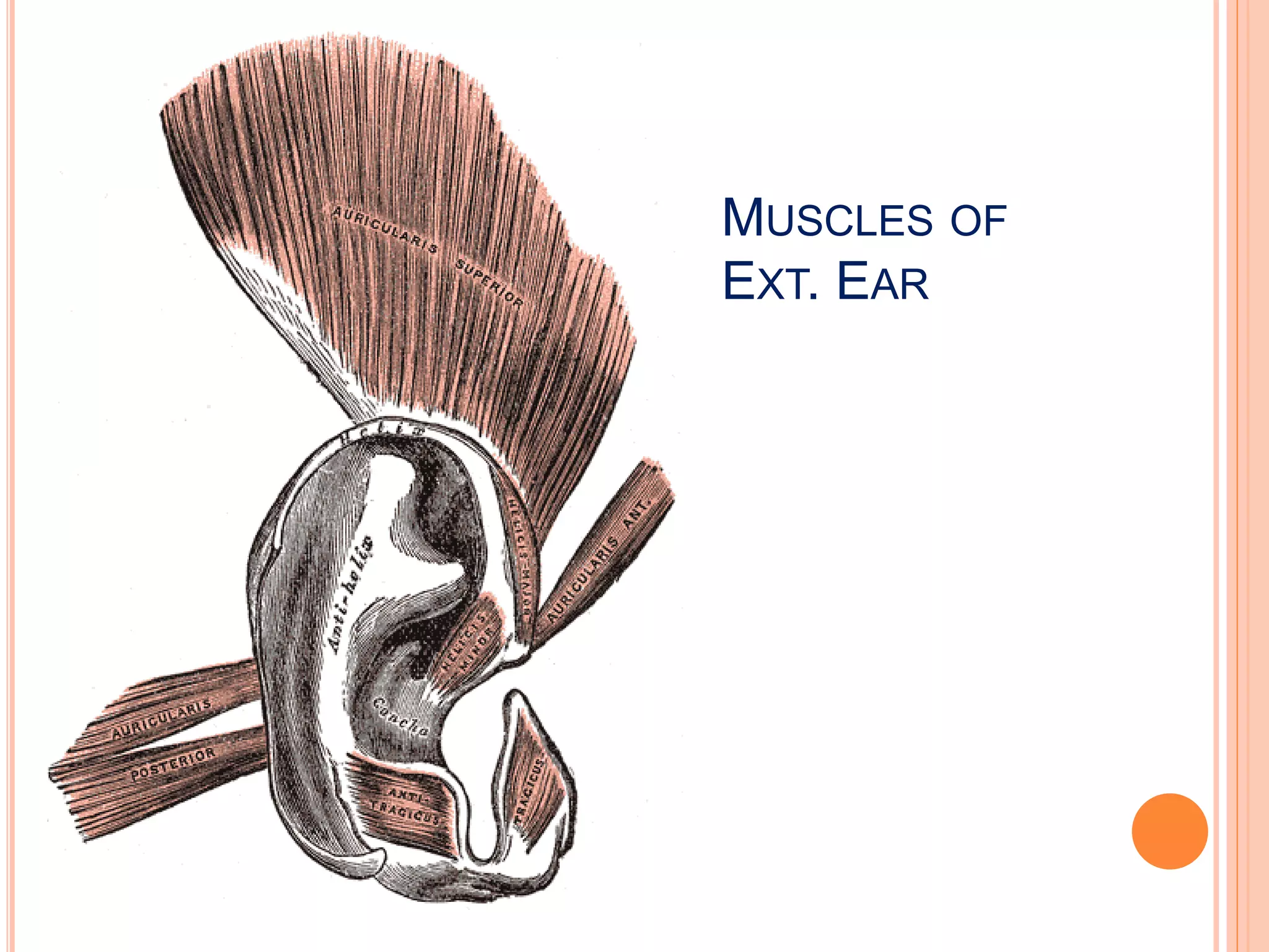 anatomy of ear.pptx