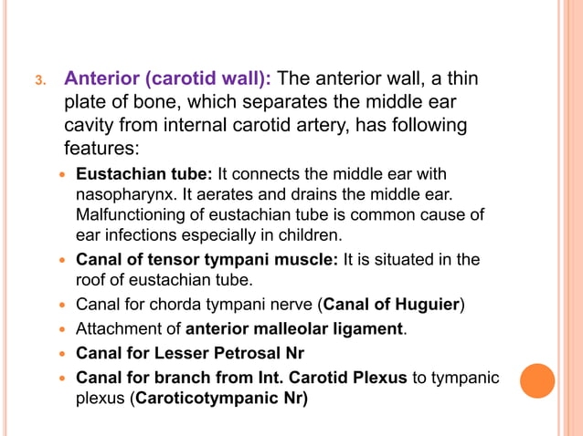anatomy of ear.pptx