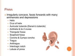 anatomy of ear.pptx