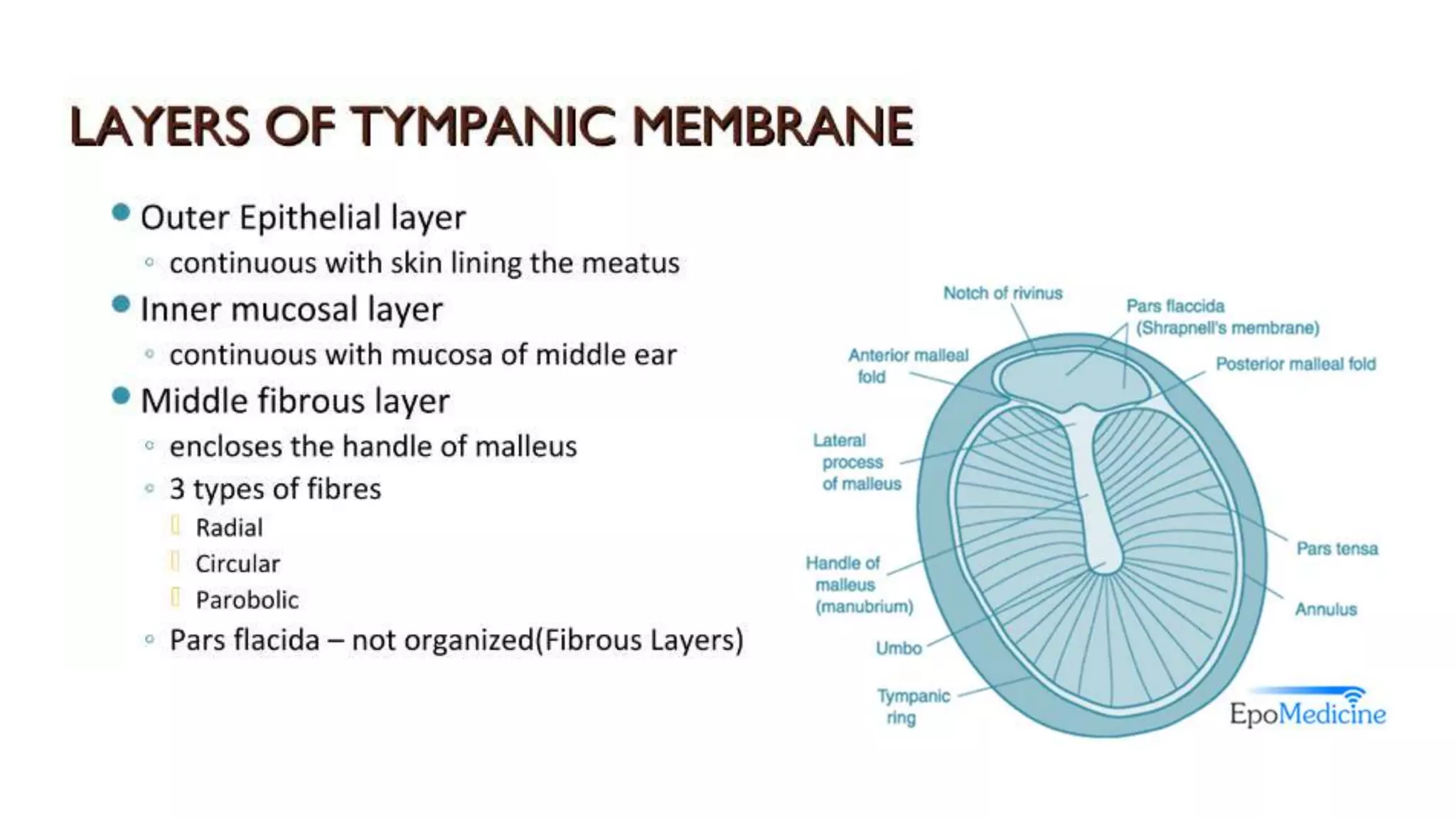 anatomy of ear.pptx | Ear, Nose and Throat Conditions | Diseases and ...