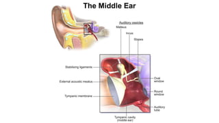 anatomy of ear.pptx