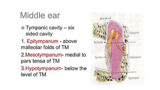 anatomy of ear.pptx