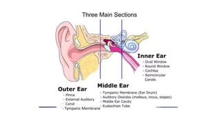 anatomy of ear.pptx